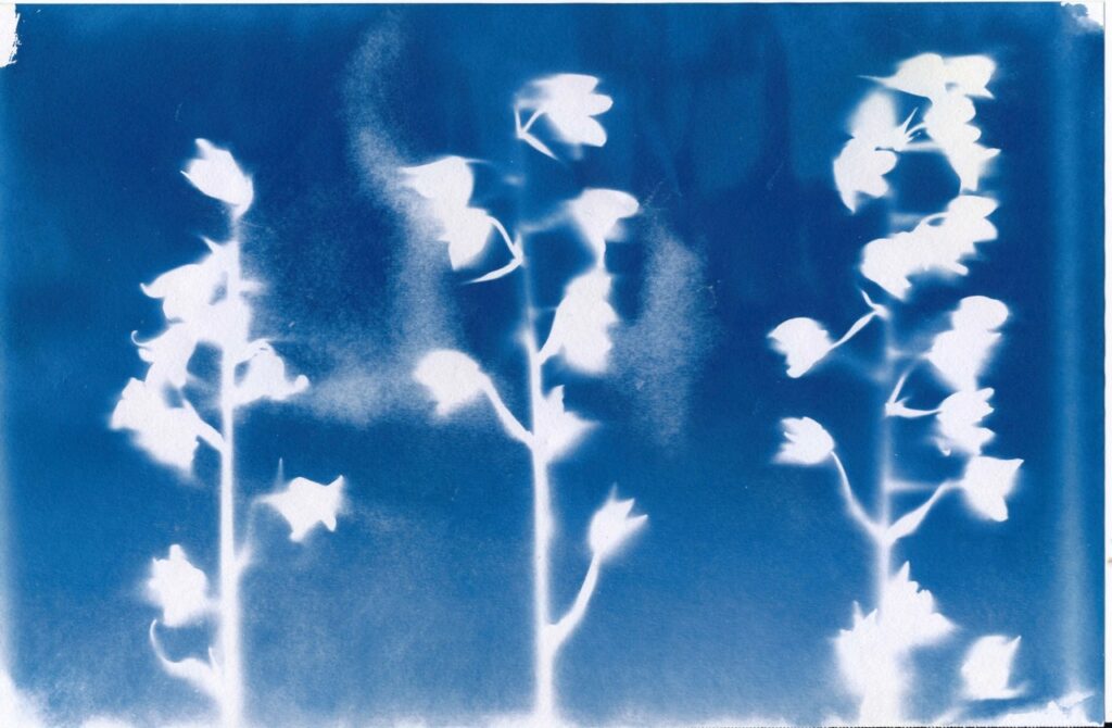 Toning Cyanotypes – Ali where next?